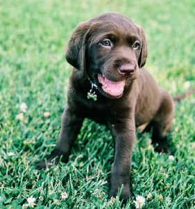 Do Chocolate Labs Shed? - Dog Advice Center